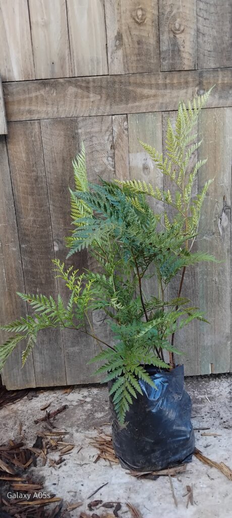 Leatherleaf Fern – The Plant Lady