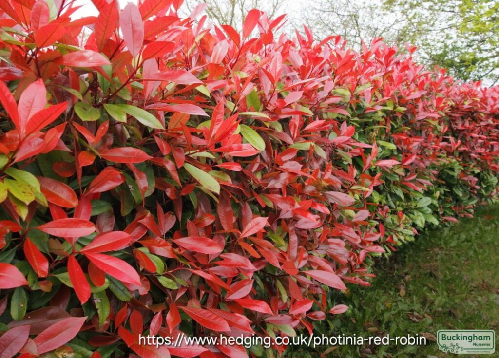 PHOTINIA FRASERI Chinese Hawthorn – Red Robin 4,5L – The Plant Lady