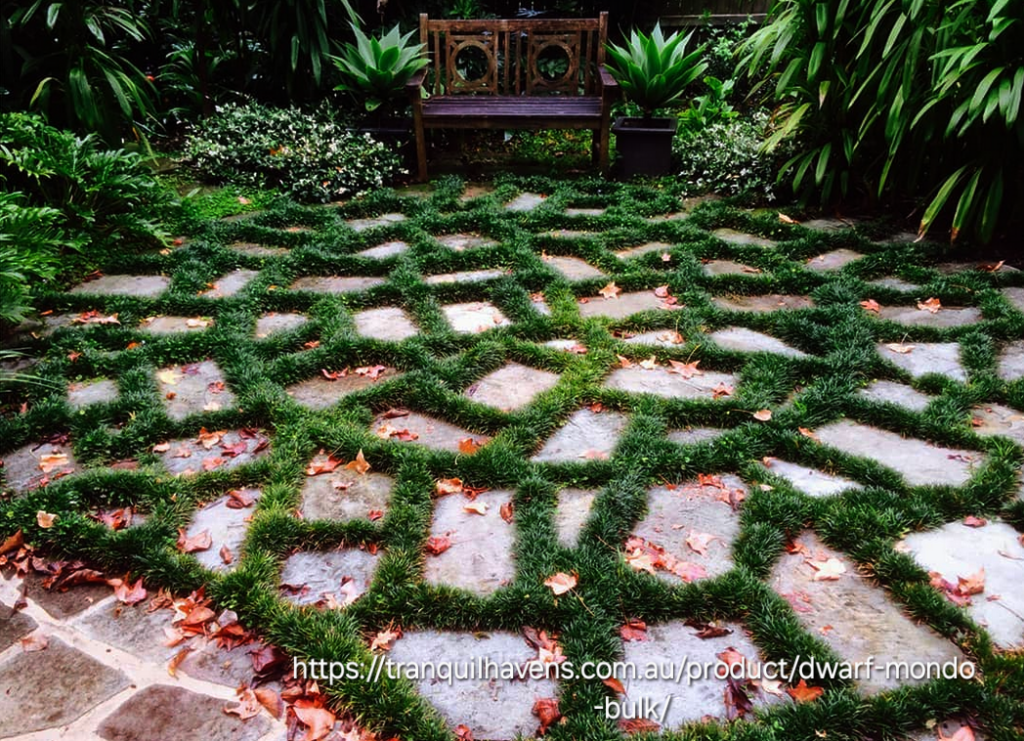 OPHIOPOGON JAPONICUS KYOTO Dwarf Mondo Grass 1L – The Plant Lady