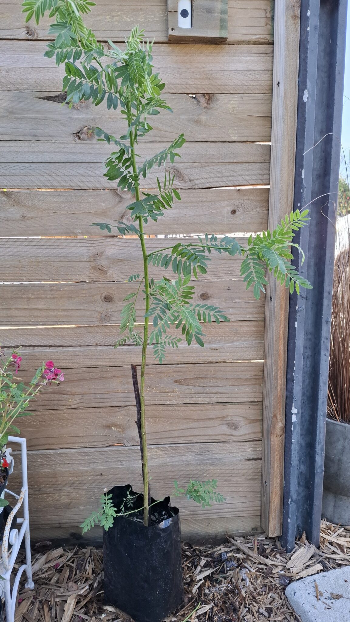 Keurboom – The Plant Lady