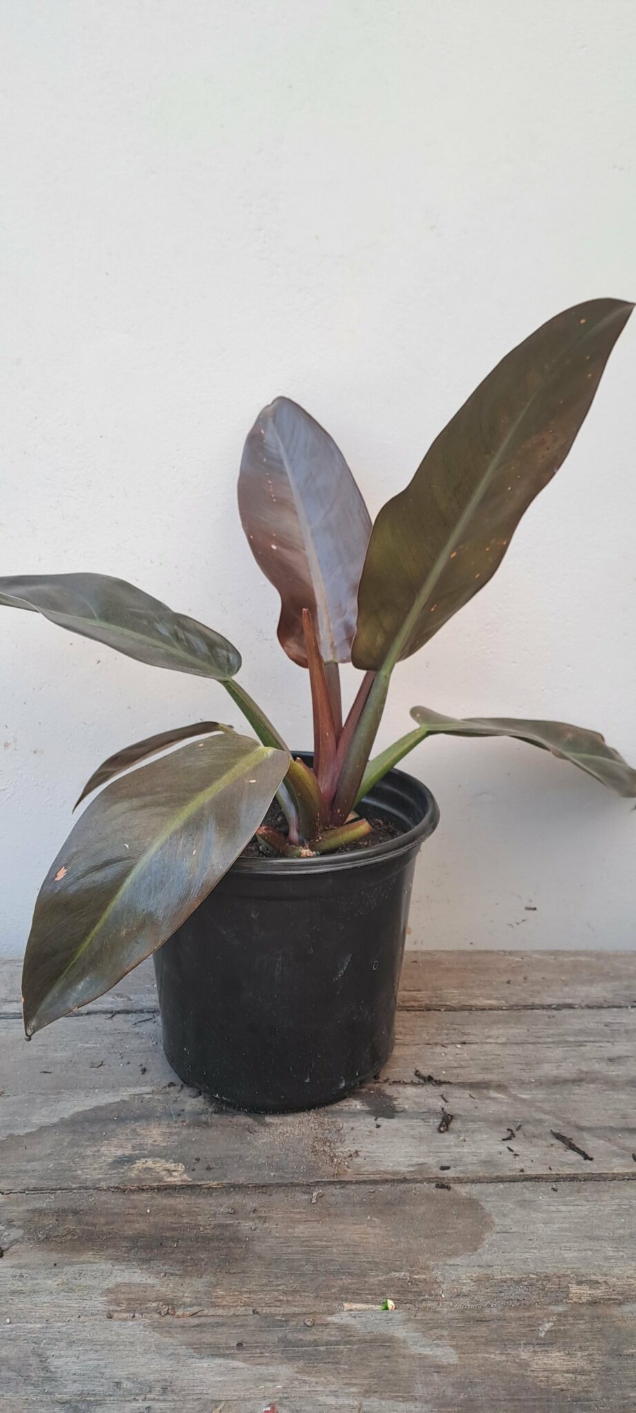 Imperial Red Philodendron – The Plant Lady