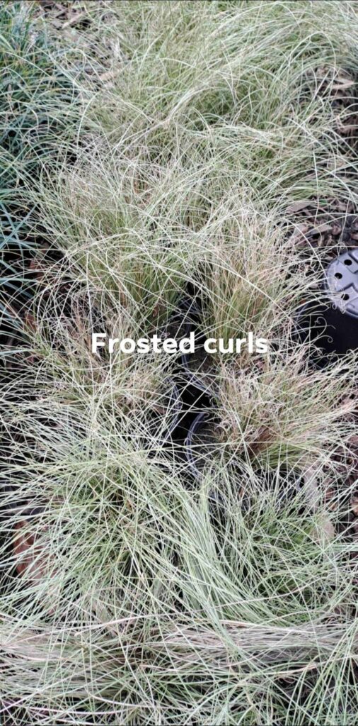Carex Grass Frosted Curls – The Plant Lady