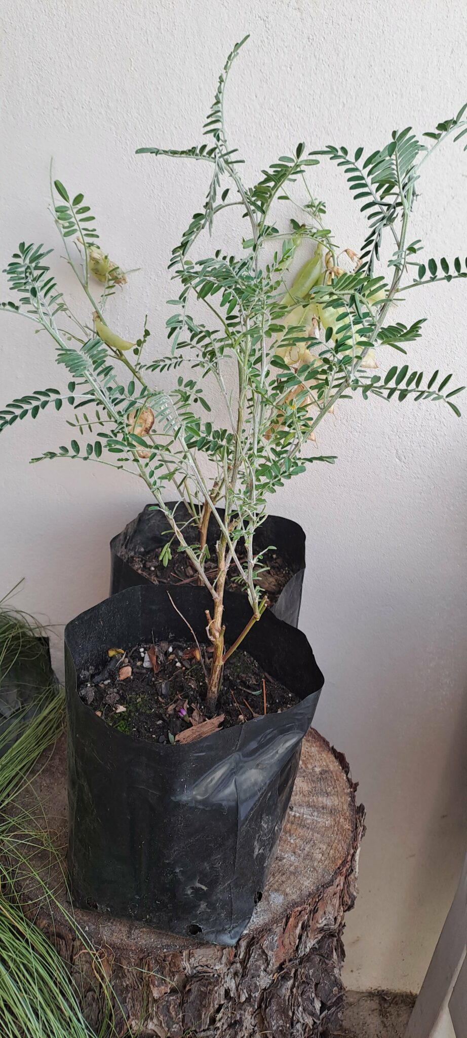 Cancer Bush – The Plant Lady