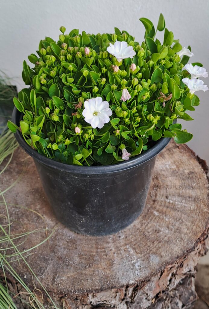 Falkia Repens ‘Oortjies’ – The Plant Lady