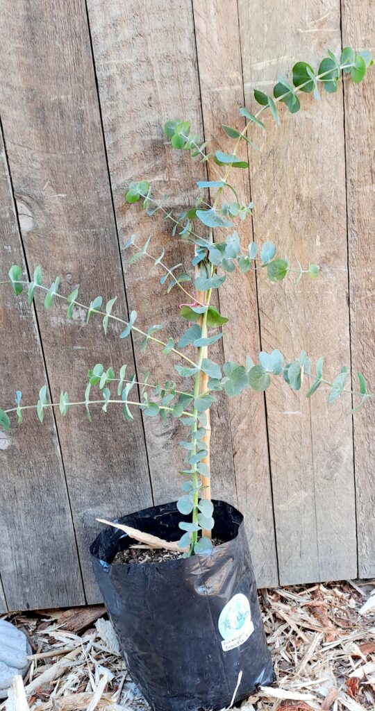EUCALYPTUS CINEREA Silver Dollar Tree 4,5L – The Plant Lady