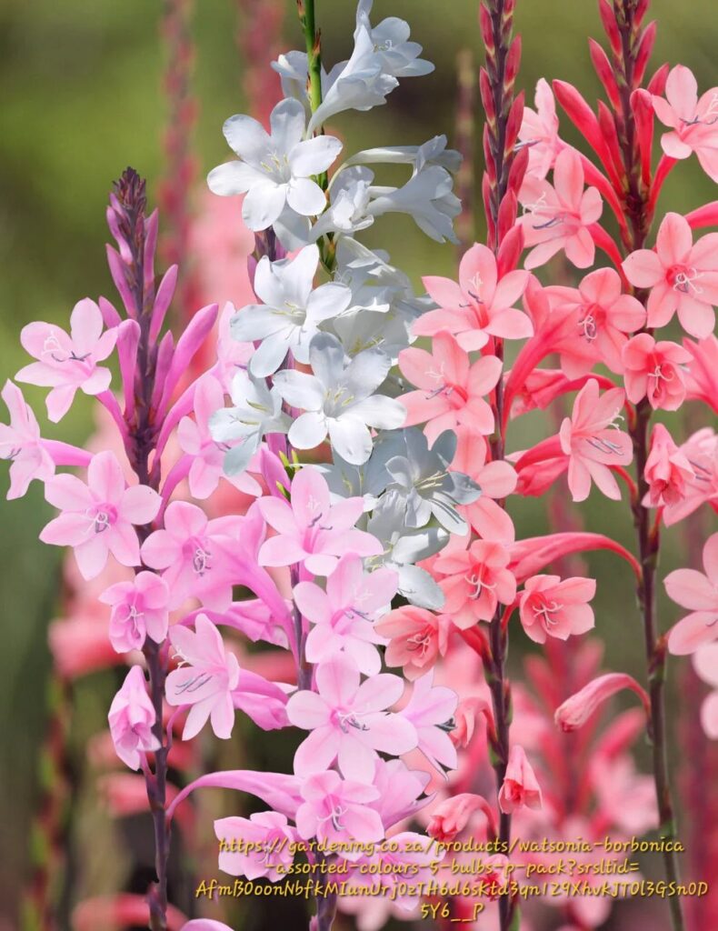 WATSONIA – Mix Colours 3L – The Plant Lady