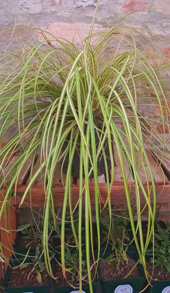 Carex ‘Evergold’ – The Plant Lady