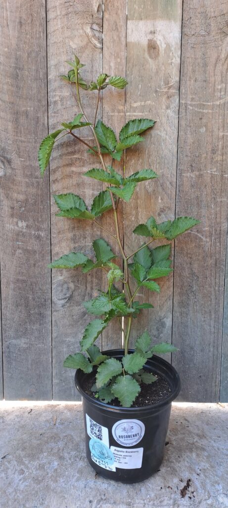 BlackBerry 17cm Thornless Arapaho – The Plant Lady