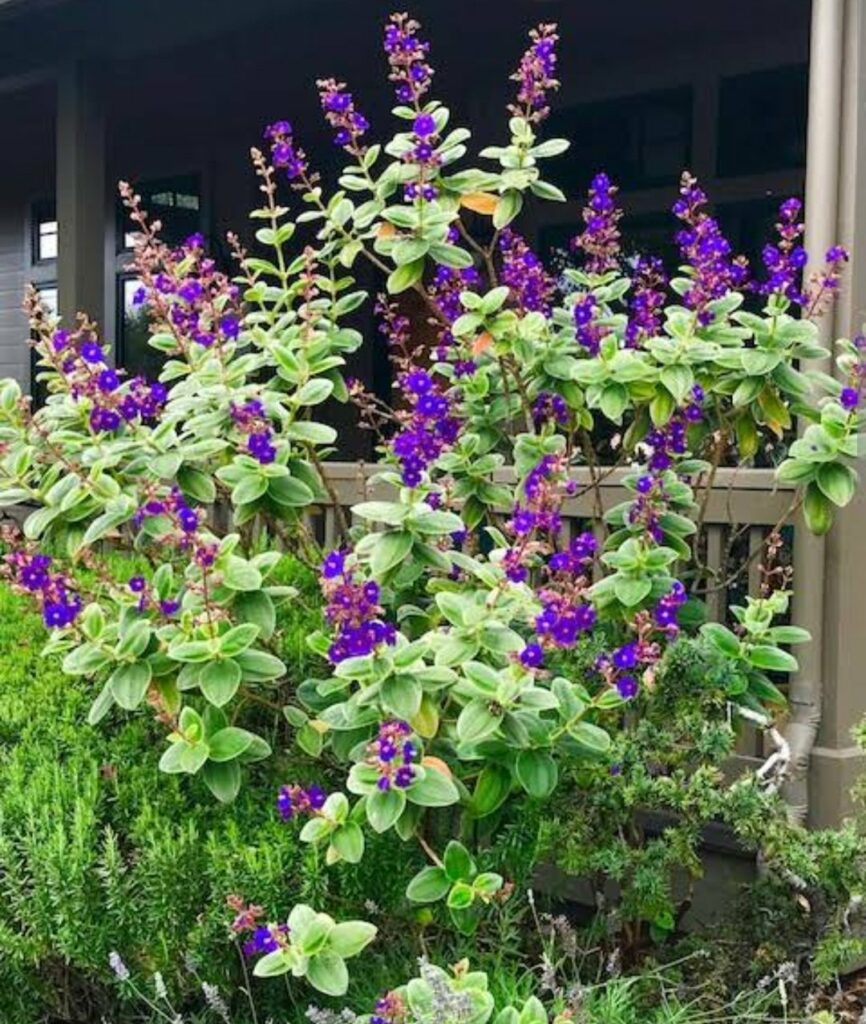 Tibouchina Silver Princess Flower 23cm – The Plant Lady