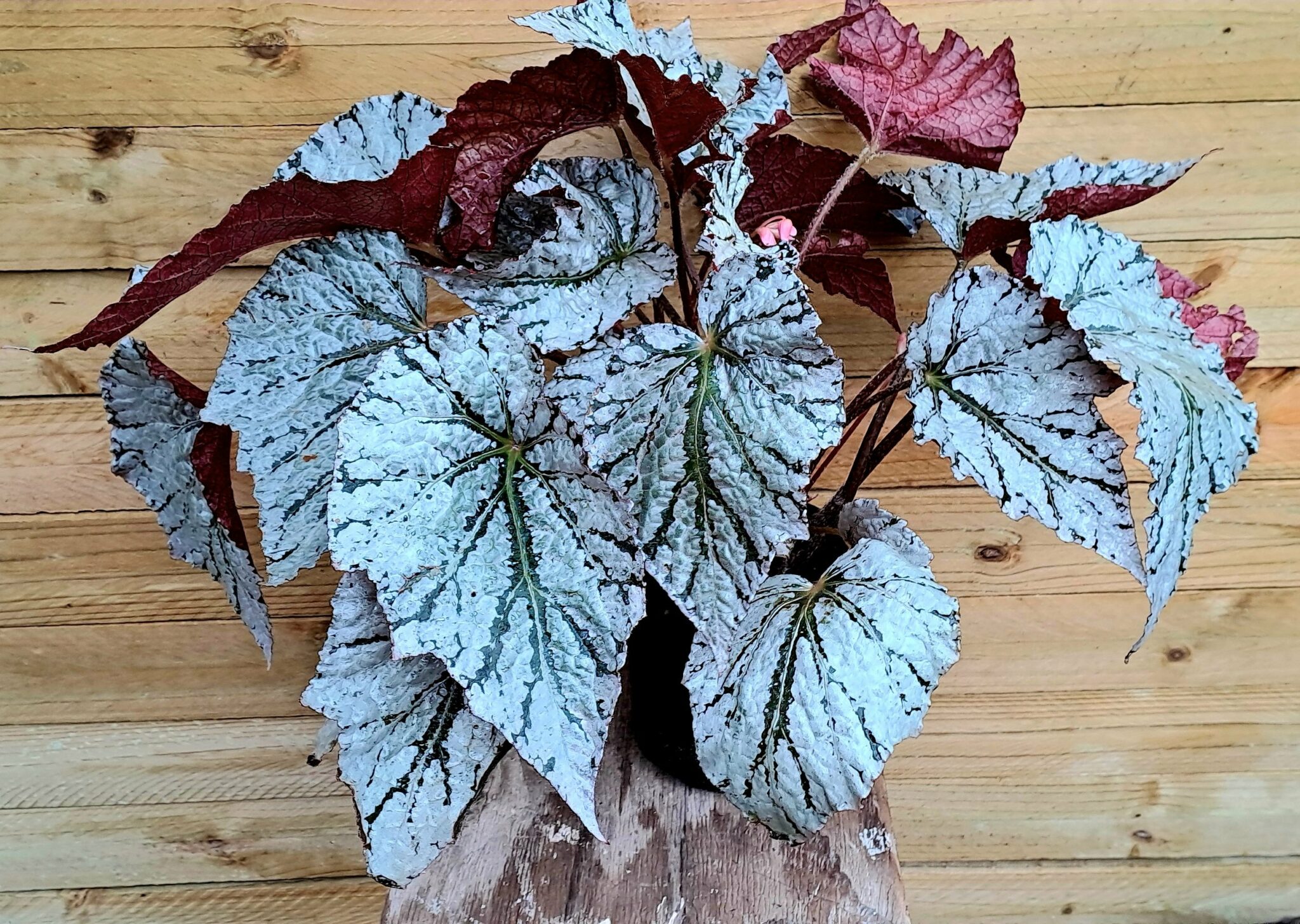 BEGONIA REX Painted-leaf Begonia – Silver Splash 17cm – The Plant Lady