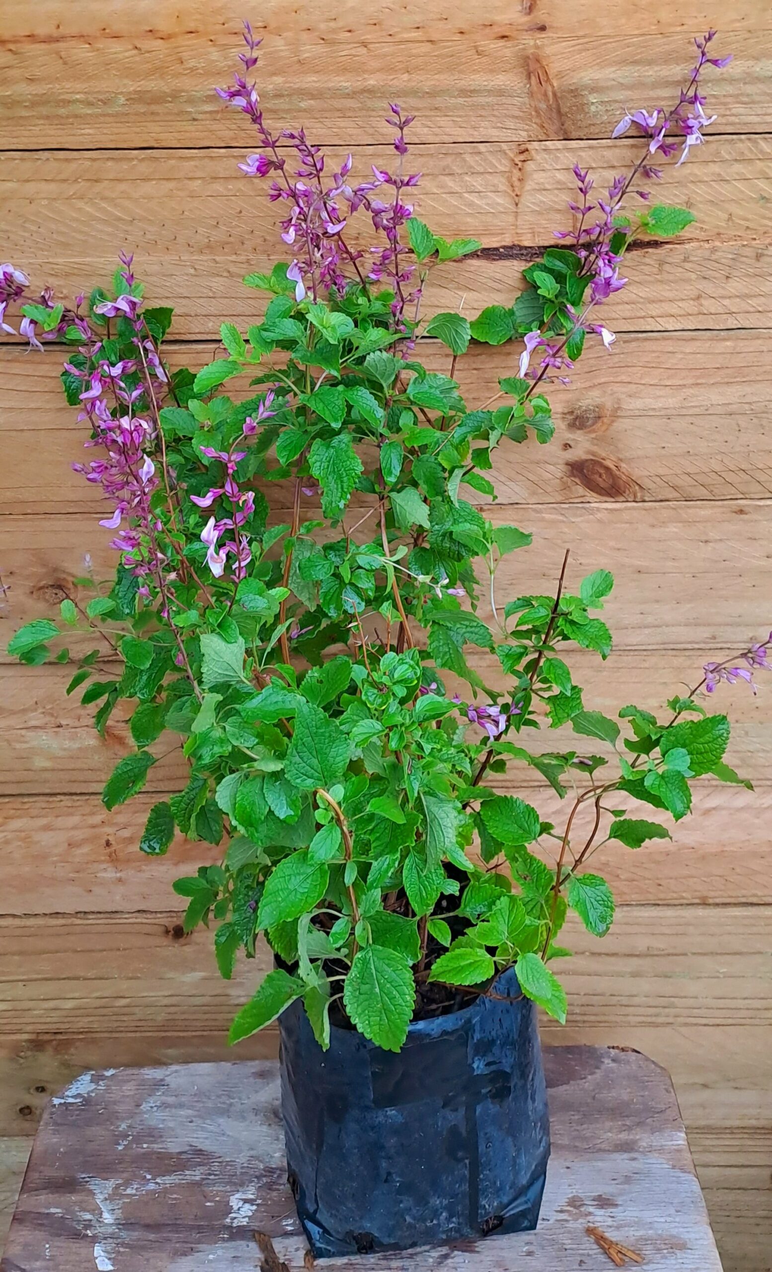 Hemizygia ‘Pink Mist Bush’ – The Plant Lady