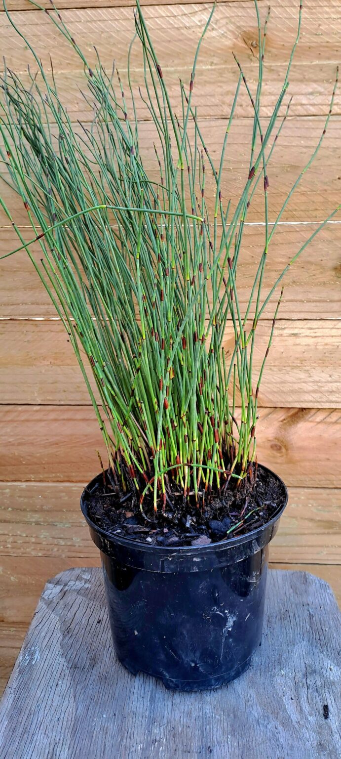 Elegia Tectorum Cape Thatching Grass – The Plant Lady