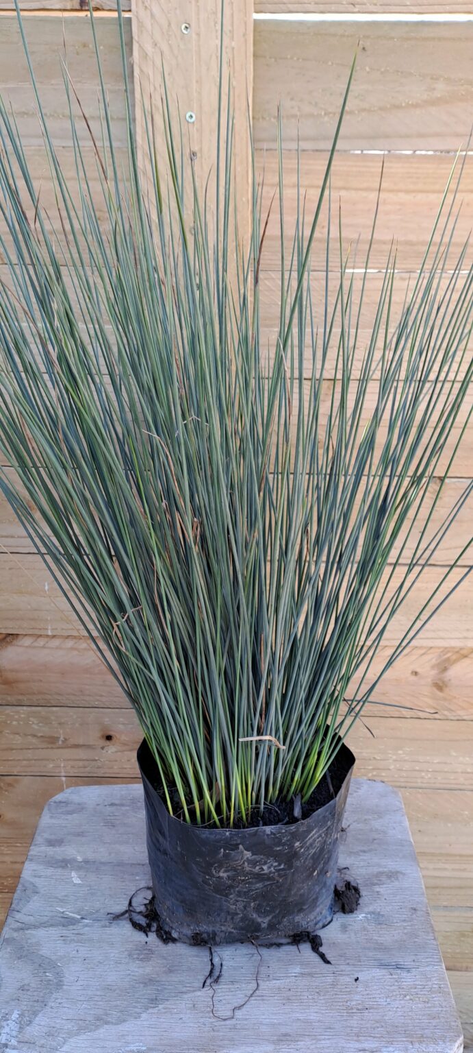 Juncus Blue Dart – The Plant Lady