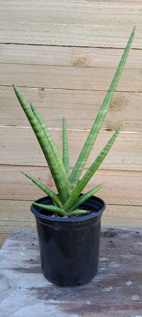 Cylindrical Snake Plant – The Plant Lady