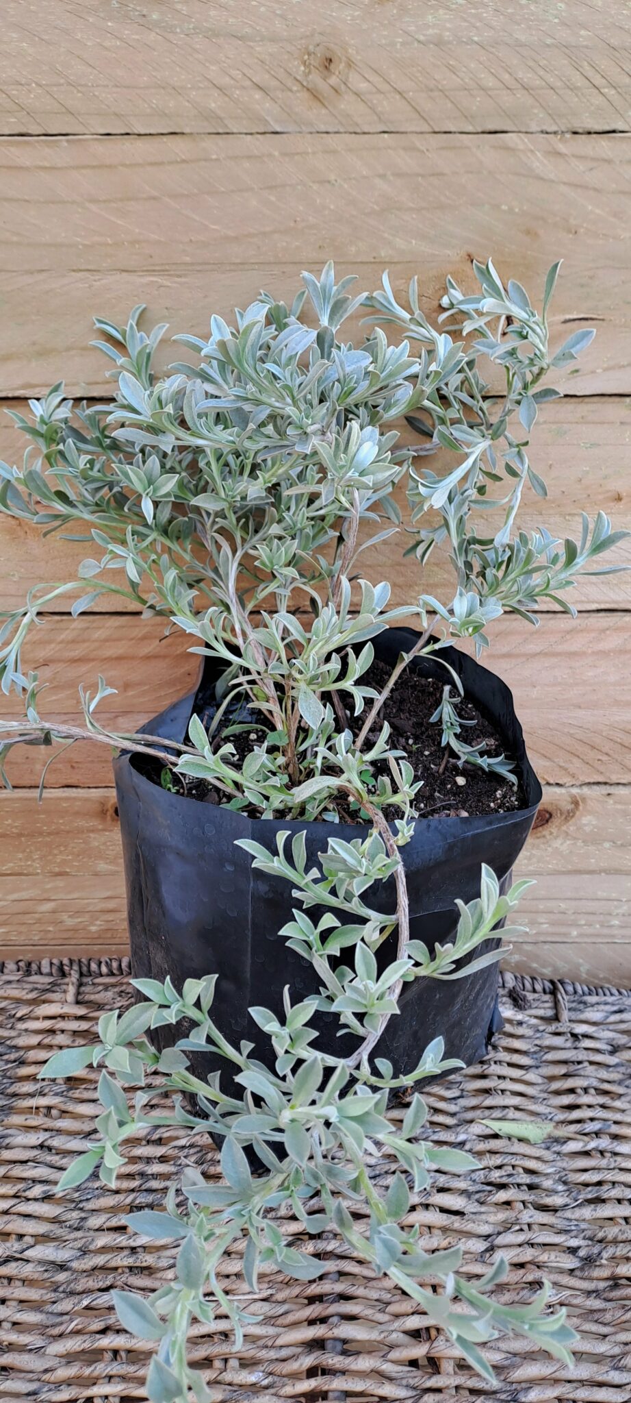 Syncarpha Emma Everlasting ‘Pink bud’ – The Plant Lady