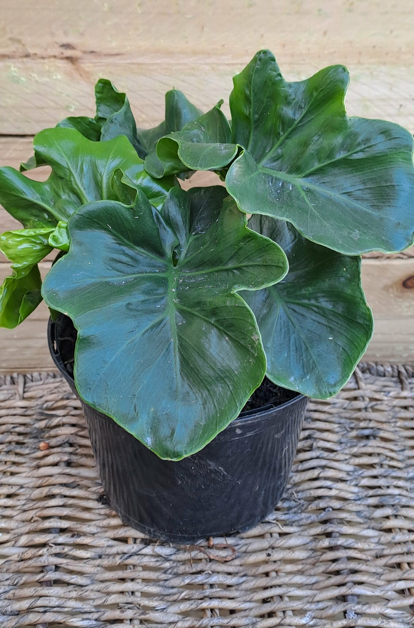 Philodendron Atom – The Plant Lady