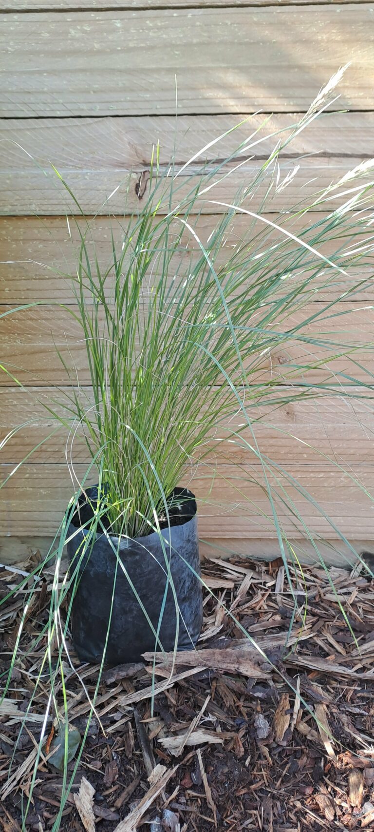 ARISTIDA JUNCIFORMIS Gongoni grass – The Plant Lady