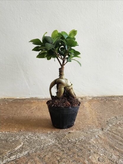 Ficus ginseng (100g) – 14cm – The Plant Lady