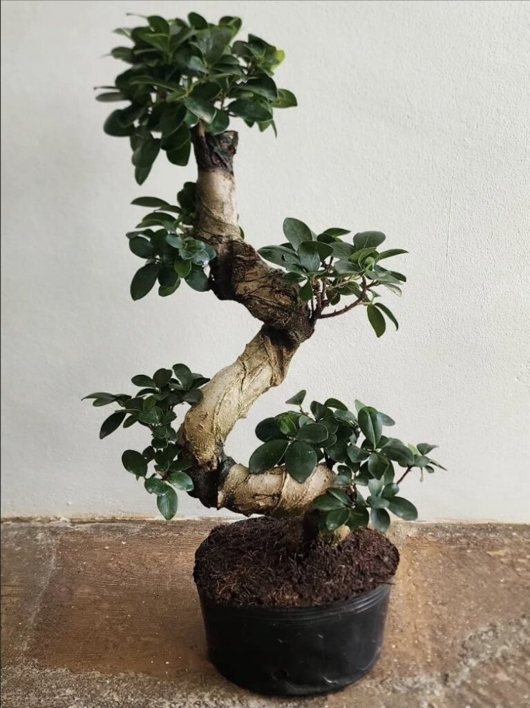 Ficus S-Shape (50cm) – 14cm – The Plant Lady