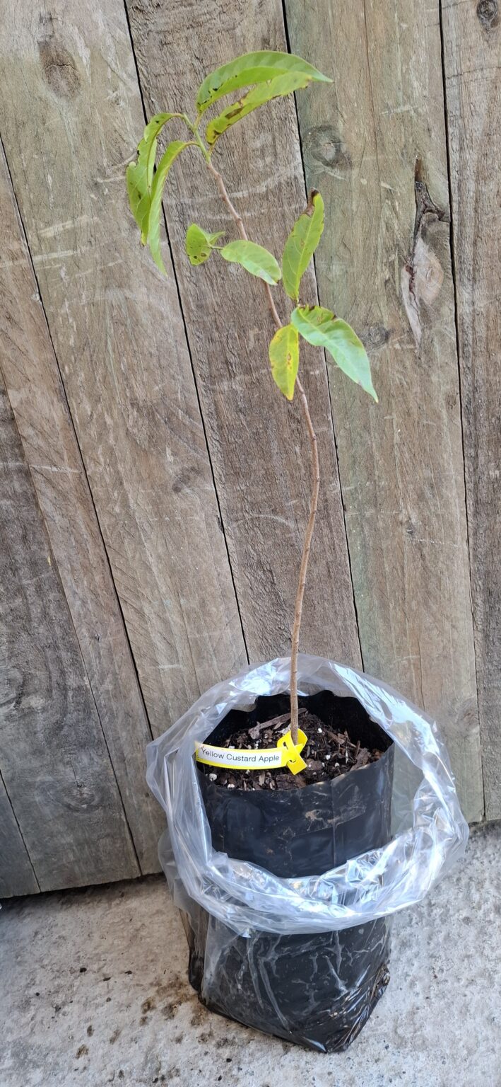 Yellow Custard Apple Tree – 4,5l – The Plant Lady
