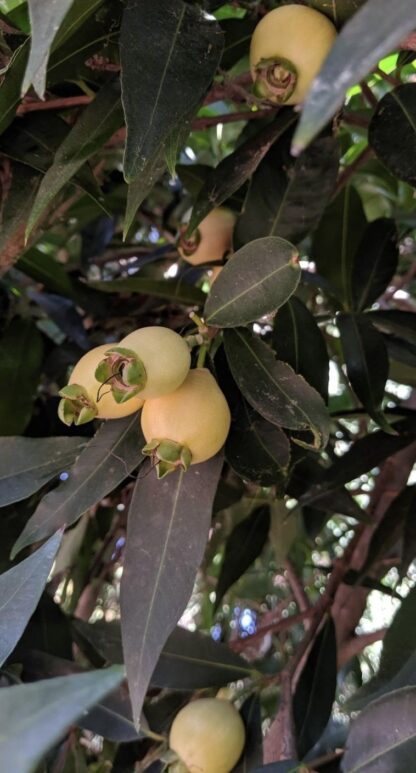 Rose Apple Tree -4,5L – The Plant Lady