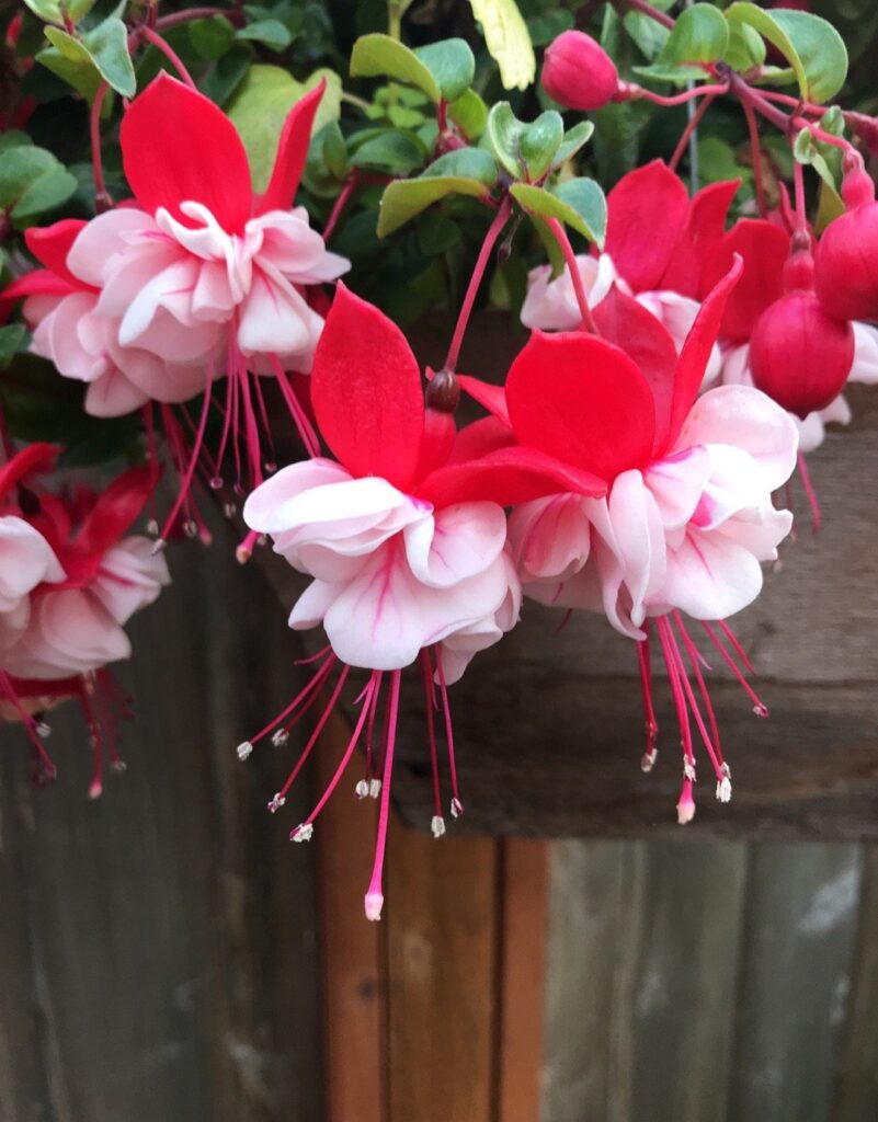 FUCHSIA Trailing Fuchsia – Swingtime 15cm – The Plant Lady