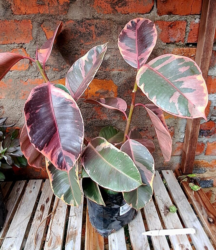 Ficus Elastica Ruby – The Plant Lady