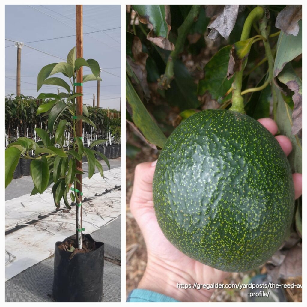 10L Reed Avocado trees – The Plant Lady