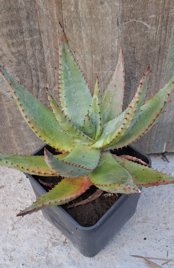 Aloe Ferox 20-30cm – The Plant Lady