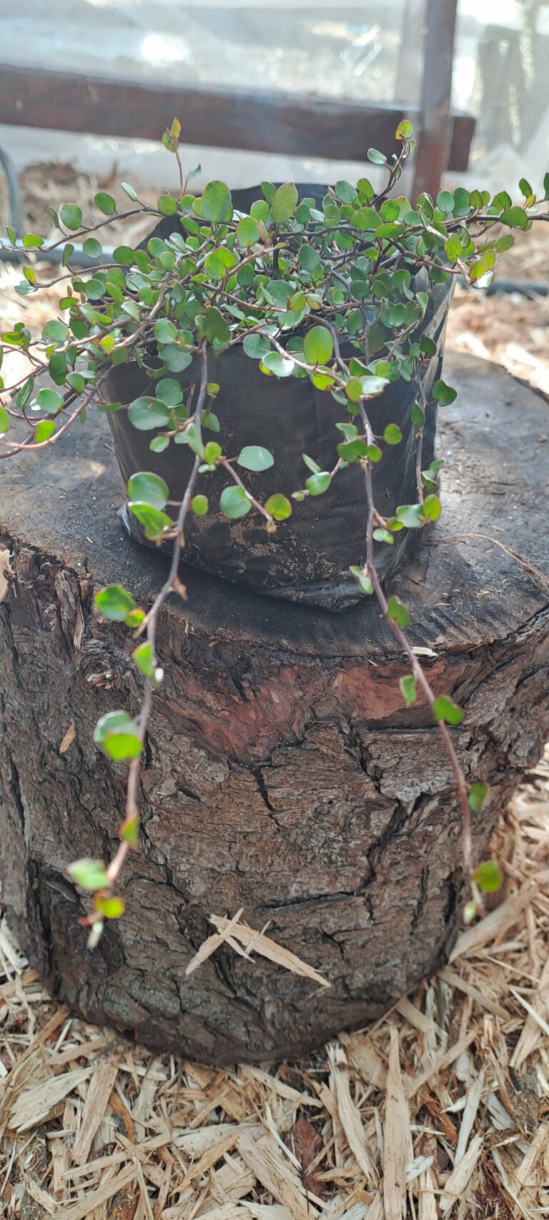 Angel Vine – The Plant Lady