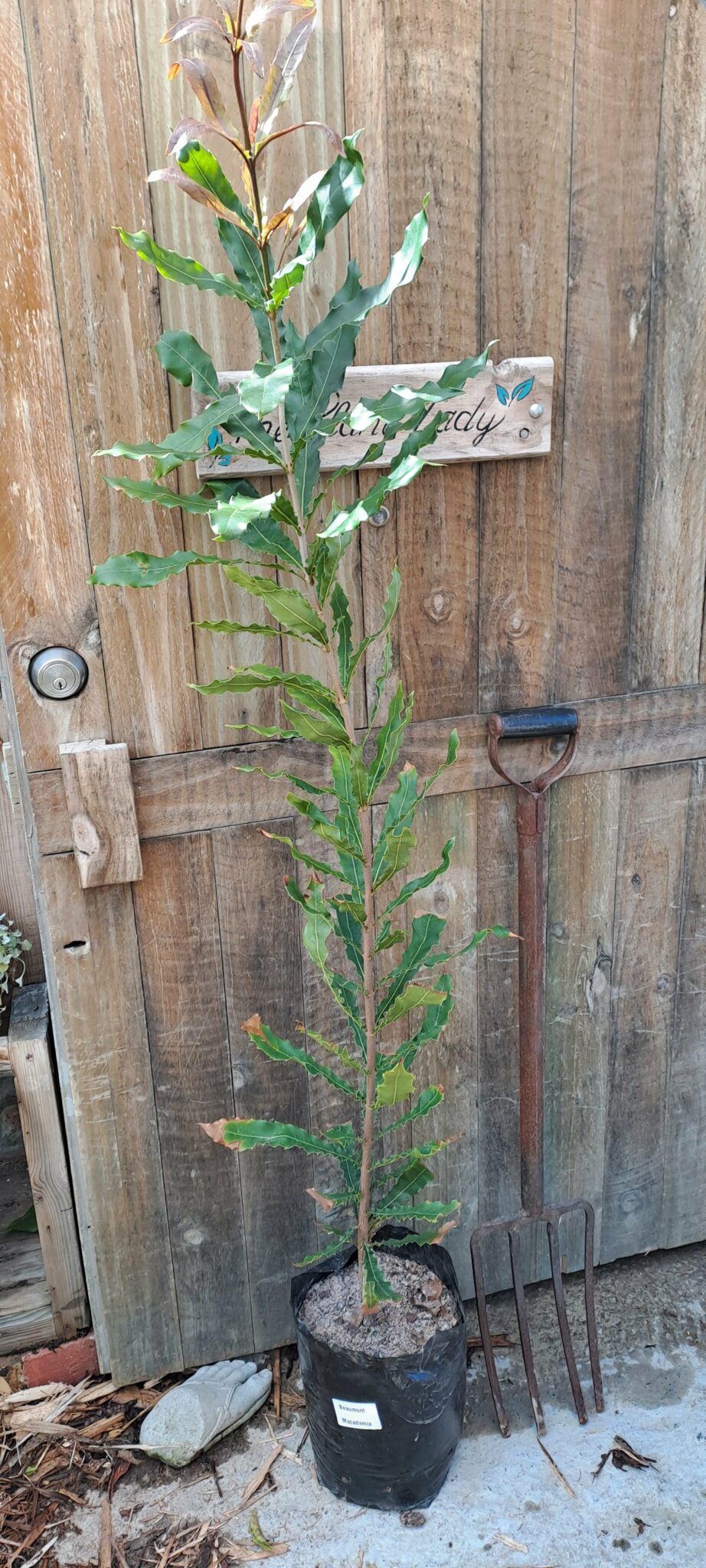 Macadamia Nut Tree – The Plant Lady