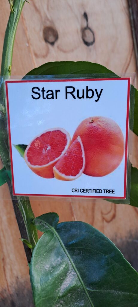 Star Ruby Grapefruit Tree – The Plant Lady