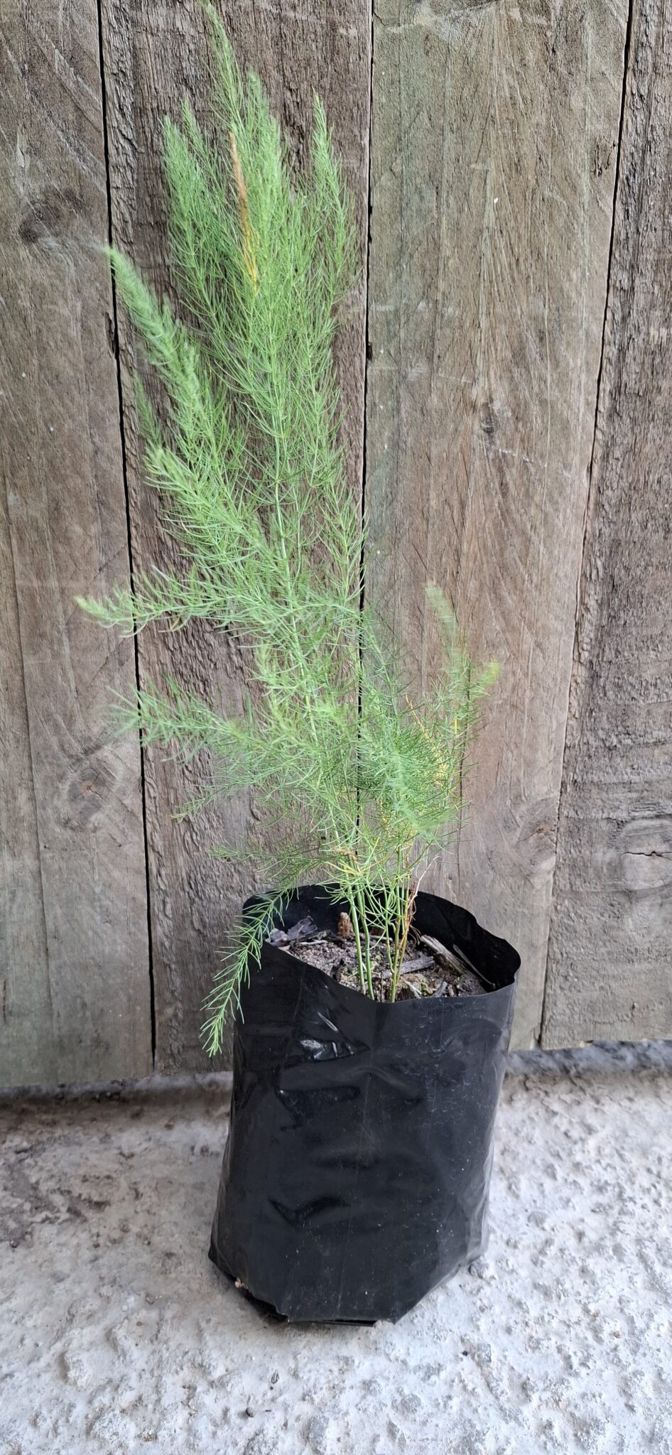 Edible Asparagus Plant “Asparagus officinalis” – The Plant Lady