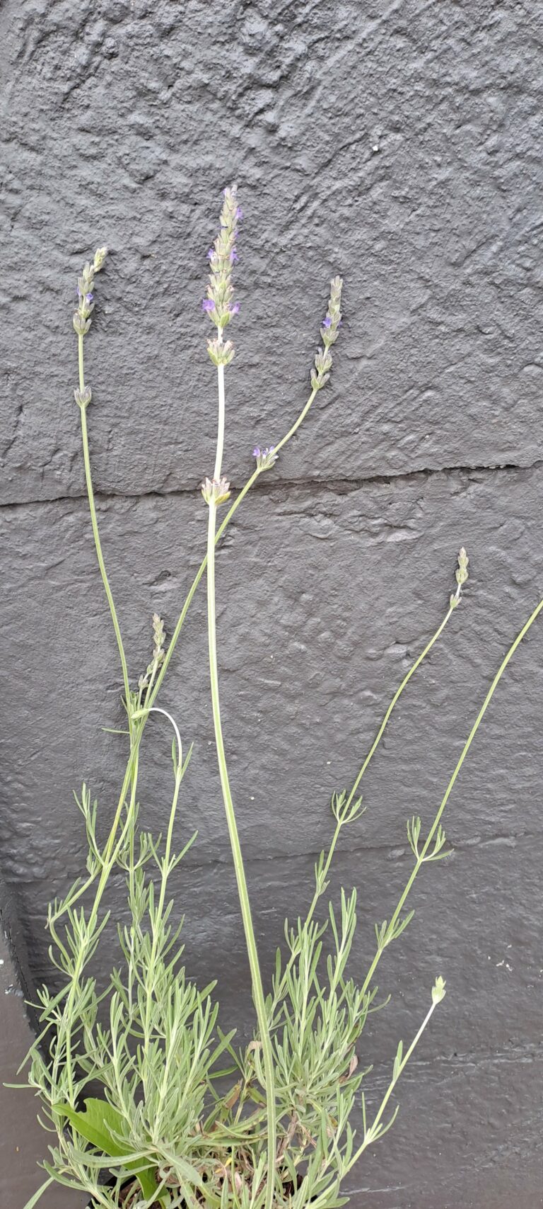 Lavender 4pk Margeret Roberts – The Plant Lady