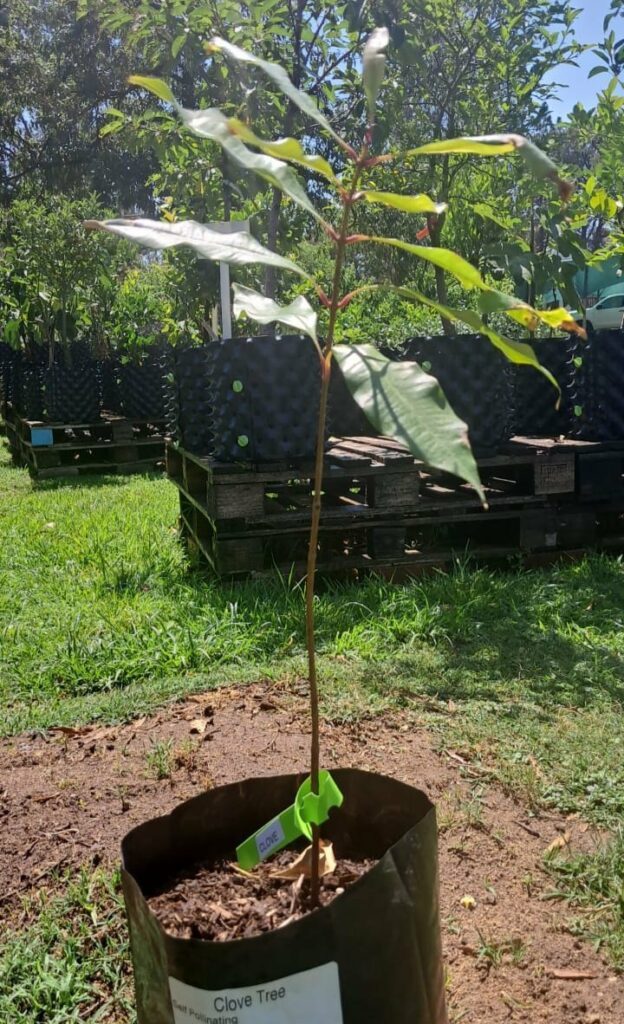 Clove Tree 30-60cm – The Plant Lady