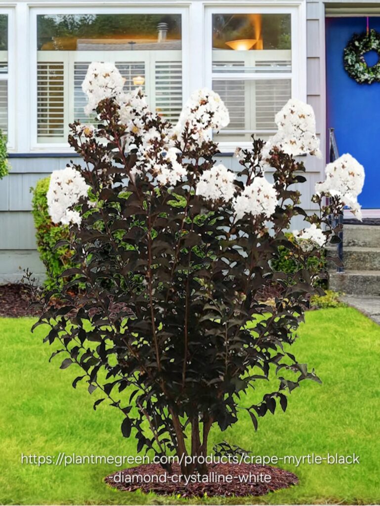 Lagerstroemia Indica – The Plant Lady