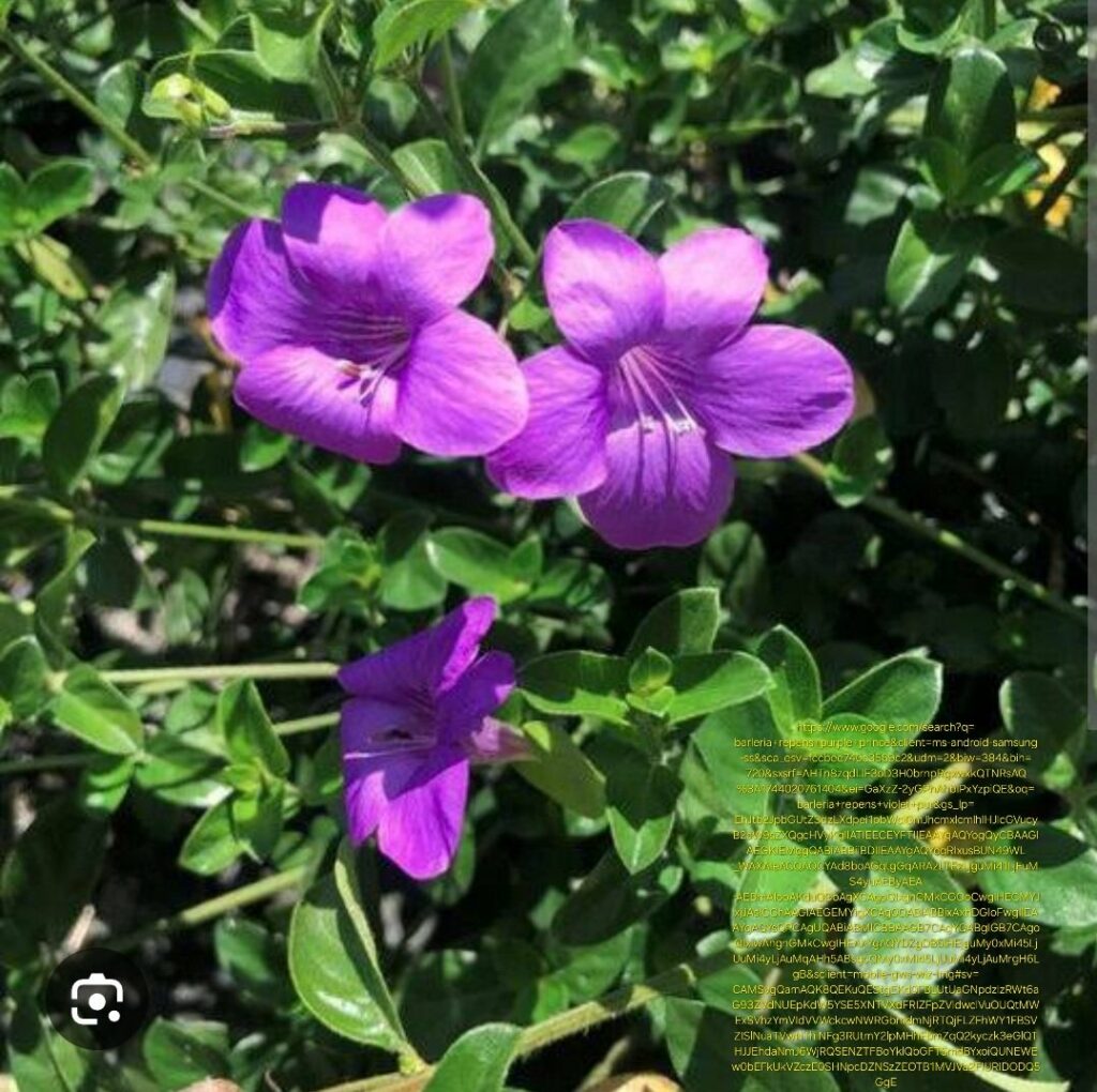 BARLERIA REPENS Small Bush Violet – Purple Prince 3L – The Plant Lady