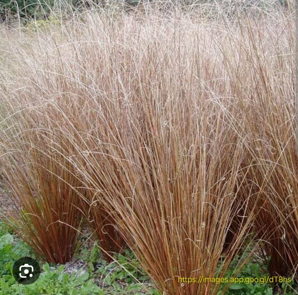 CAREX BUCHANANII Sedge Grass – Red Rooster 3L – The Plant Lady