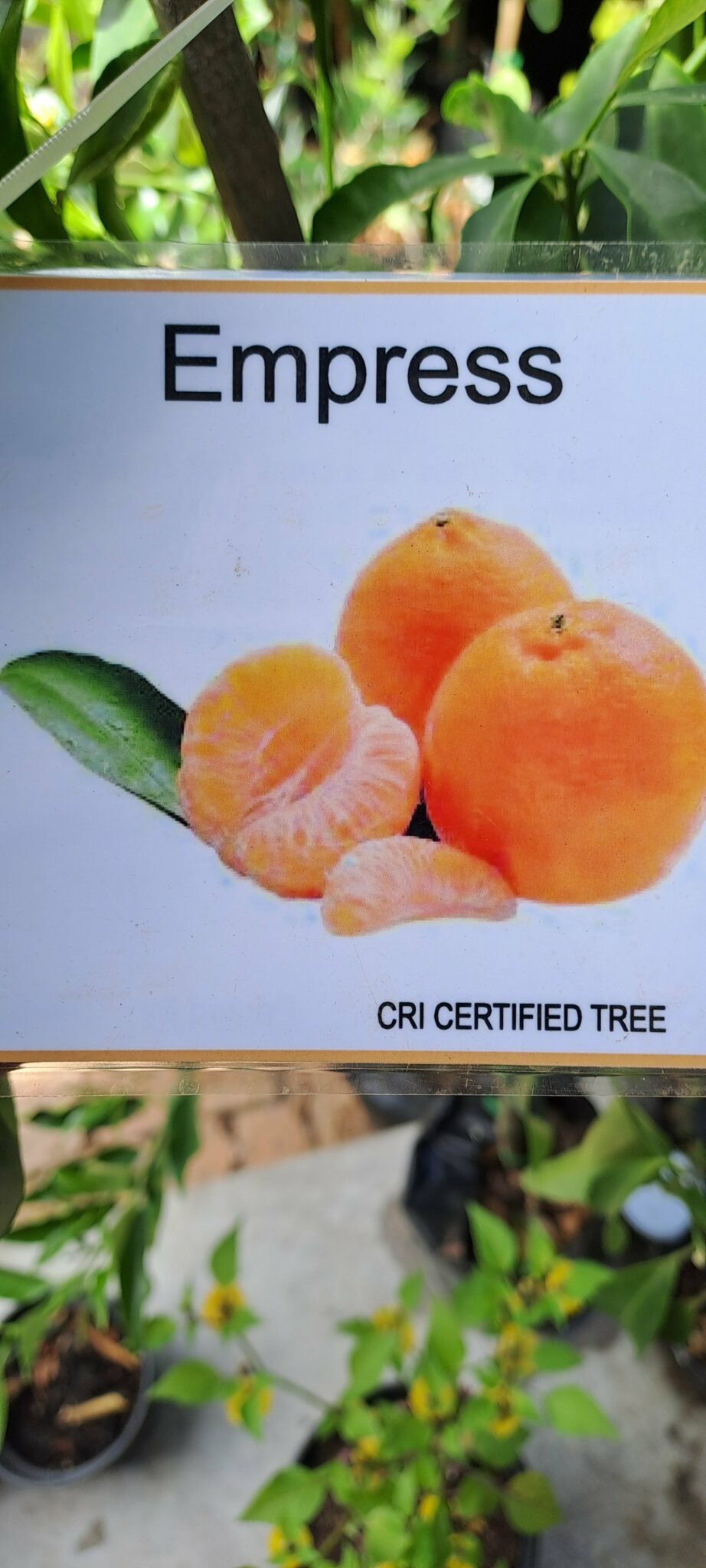 Empress Naartjie/manderin – The Plant Lady