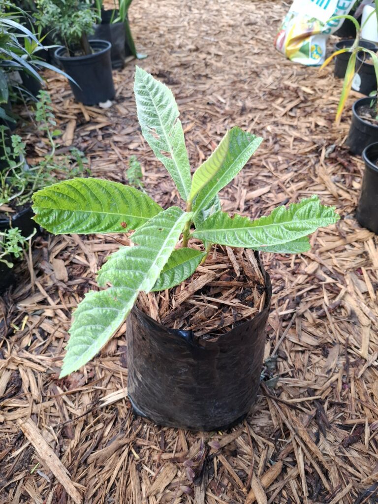 Loquat Tree – The Plant Lady